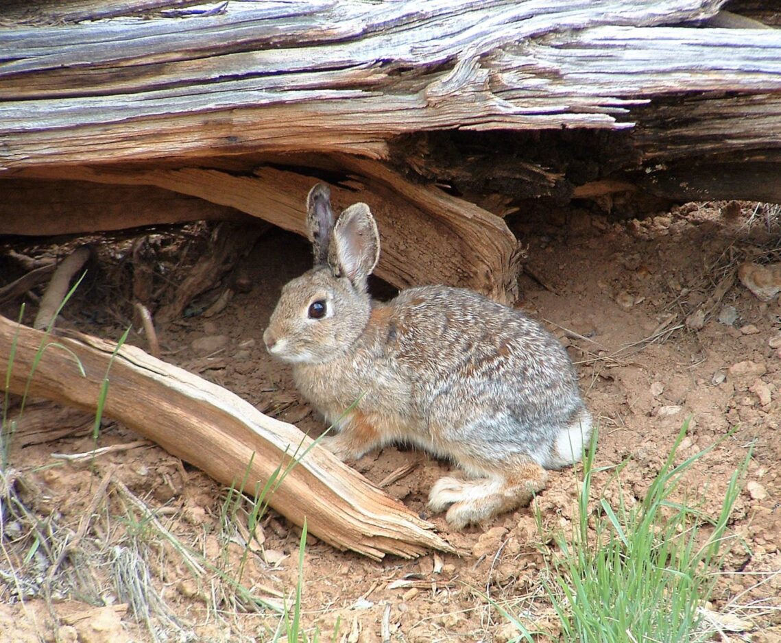 Fewer cottontail rabbits, hunt in progress | News, Sports, Jobs - Daily ...